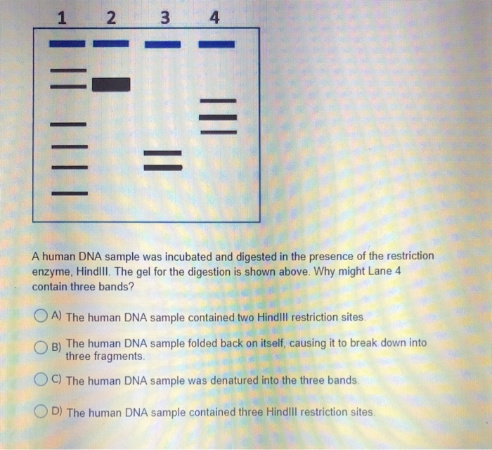 Solved 1 2 3 4 - A human DNA sample was incubated and | Chegg.com