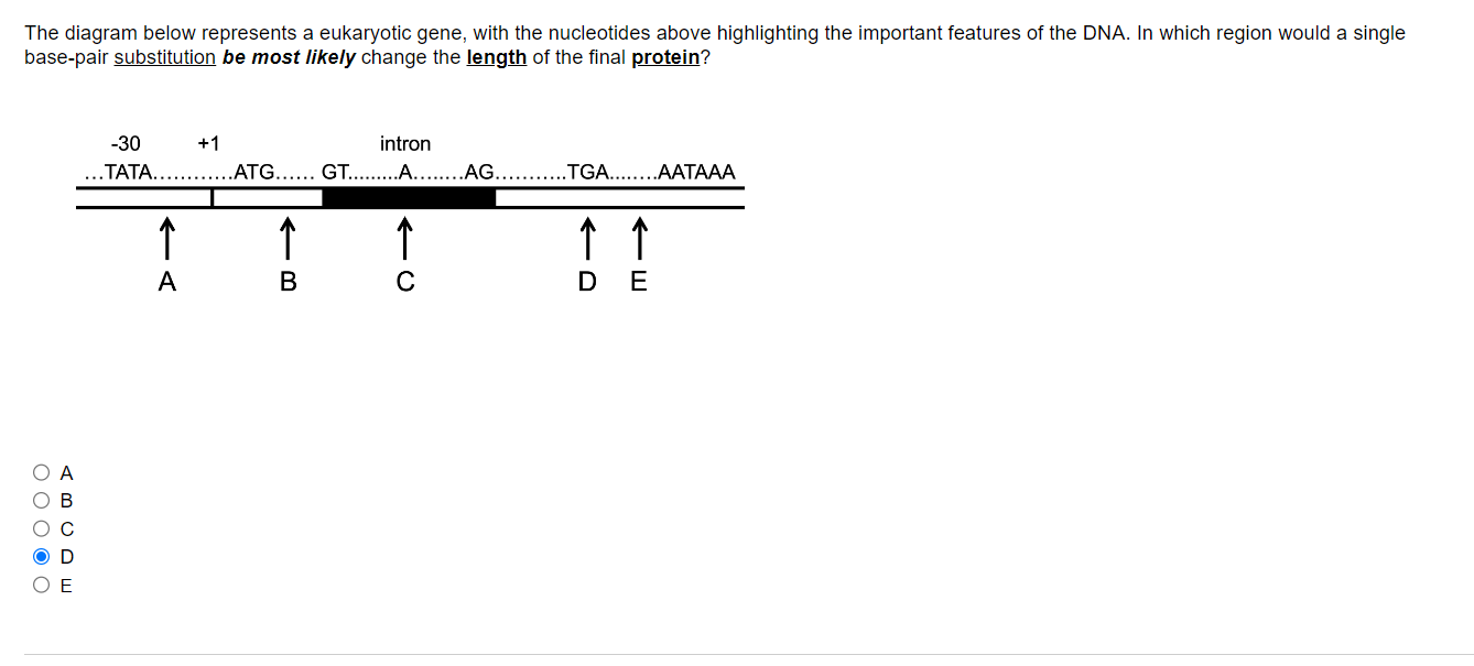 Solved The diagram below represents a eukaryotic gene, with | Chegg.com
