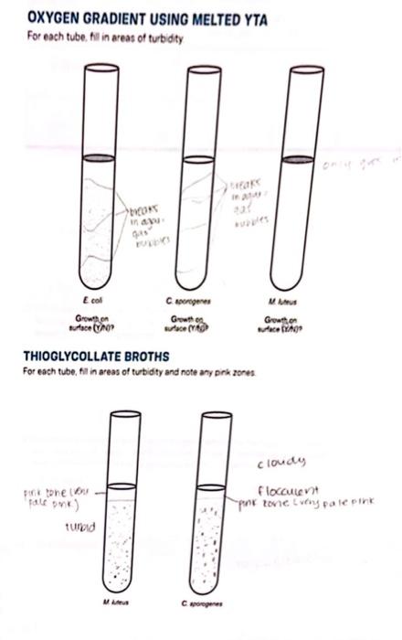 Solved OXYGEN GRADIENT USING MELTED YTA For each tube, fill | Chegg.com
