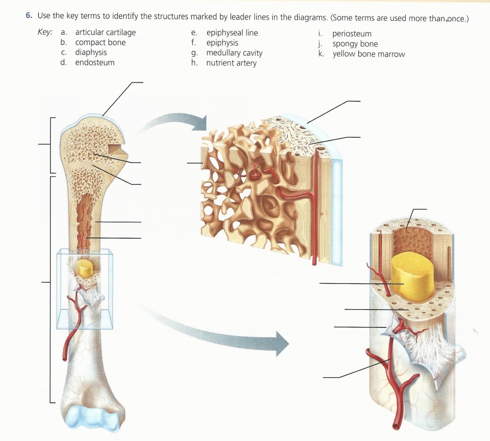Solved Gross Anatomy of the Typical Long Bone5. ﻿Match the | Chegg.com