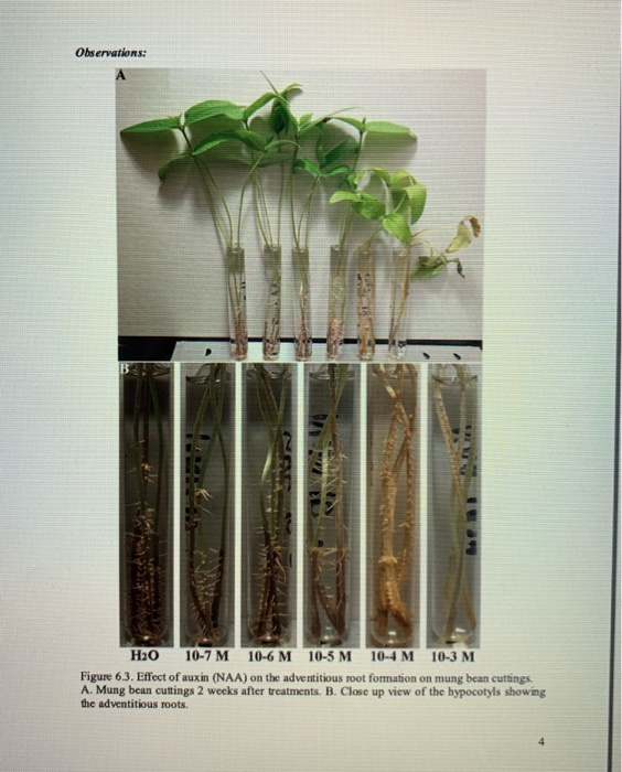 Solved B. ROOTING INDUCED BY AN AUXIN (2-week experiment) | Chegg.com