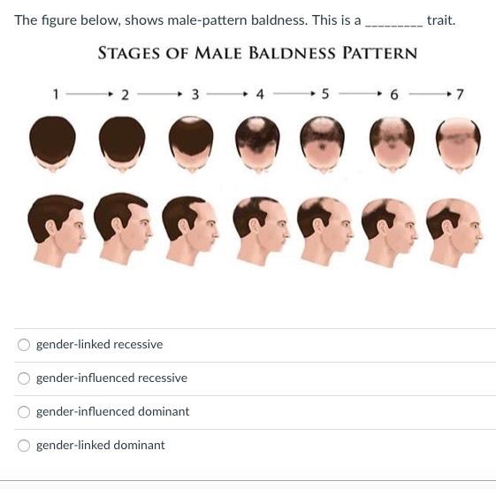 Solved trait. The figure below, shows male-pattern baldness. | Chegg.com