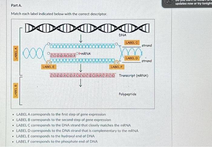 Solved Part A. Match each label indicated below with the | Chegg.com