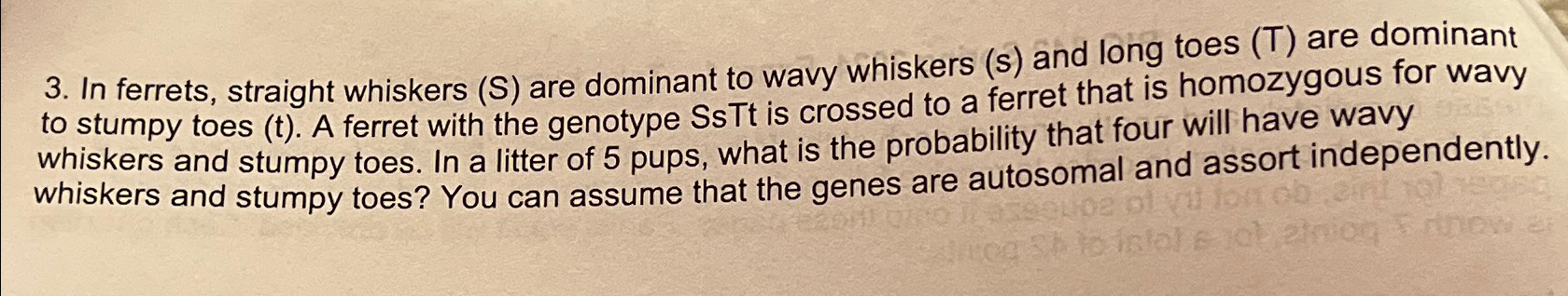 Solved In ferrets, straight whiskers (S) ﻿are dominant to | Chegg.com
