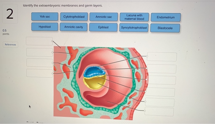 Solved Identify the extraembryonic membranes and germ | Chegg.com