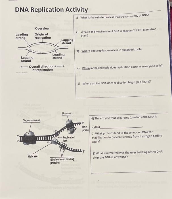 Solved DNA Replication Activity Overview Leading strand | Chegg.com