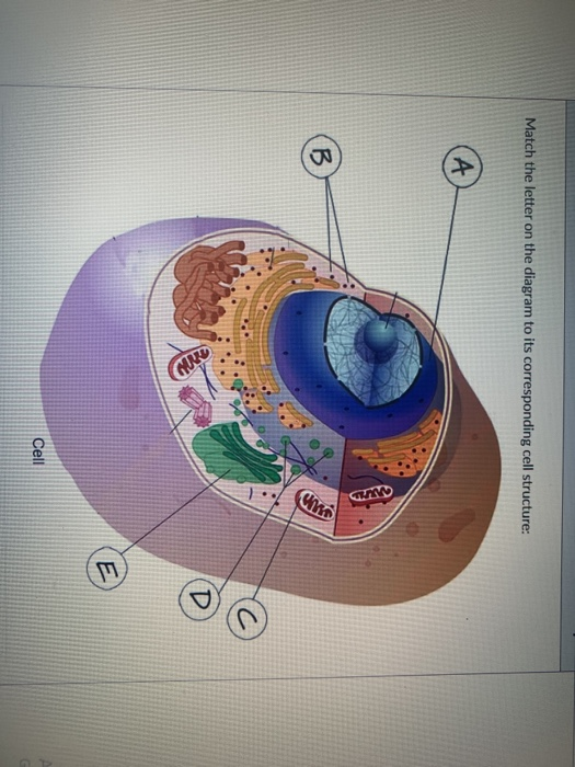 Solved Match the letter on the diagram to its corresponding | Chegg.com