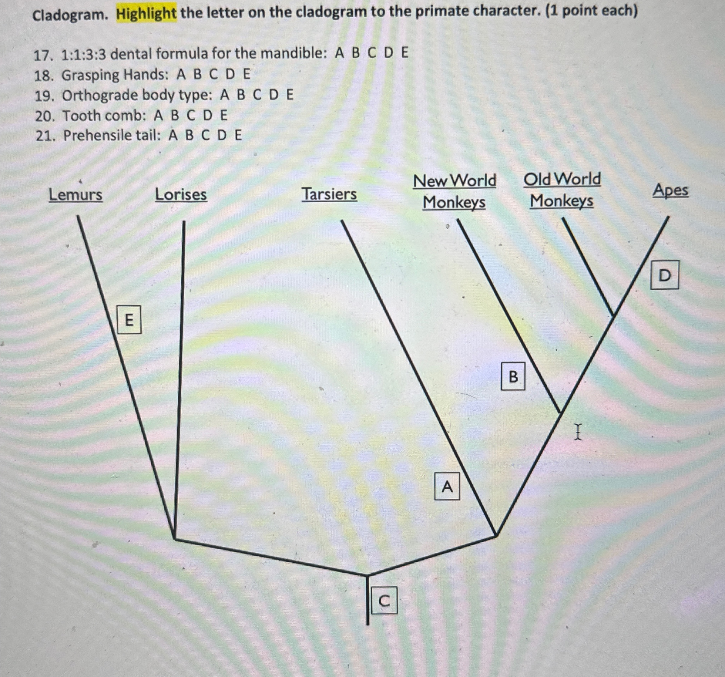 Solved Cladogram. Highlight the letter on the cladogram to | Chegg.com
