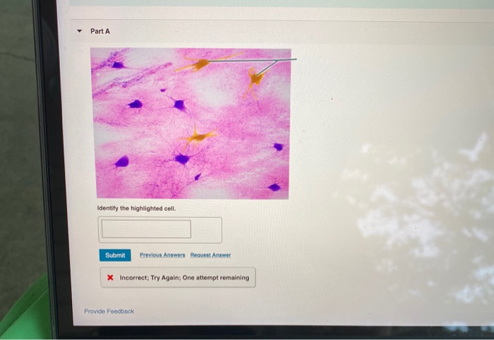 Solved Part A Identify the highlighted cell. Submit Previous | Chegg.com