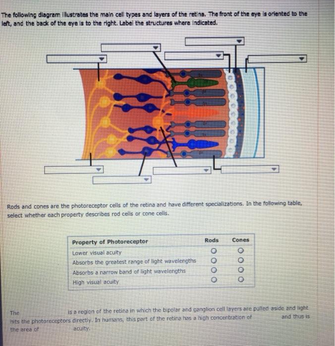 Solved Structura Retina Iris Lens Aqueous humor Order of | Chegg.com