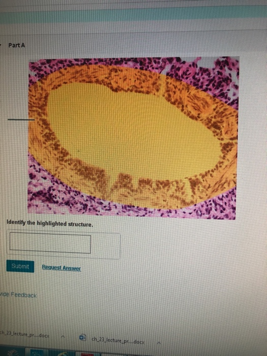 Solved Part A Identify the highlighted structure. Submit | Chegg.com