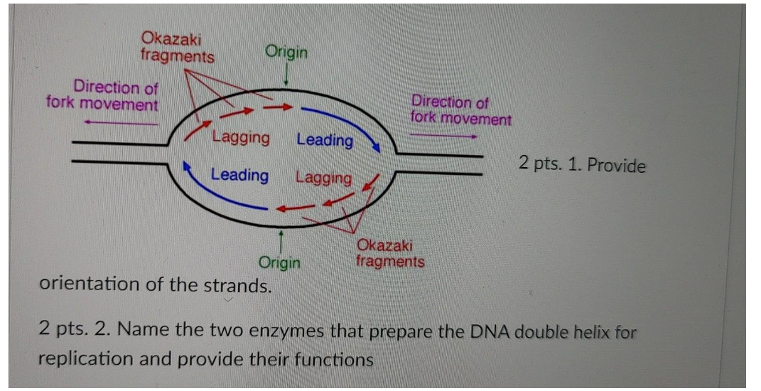 Solved Okazaki fragments Origin Direction of fork movement | Chegg.com