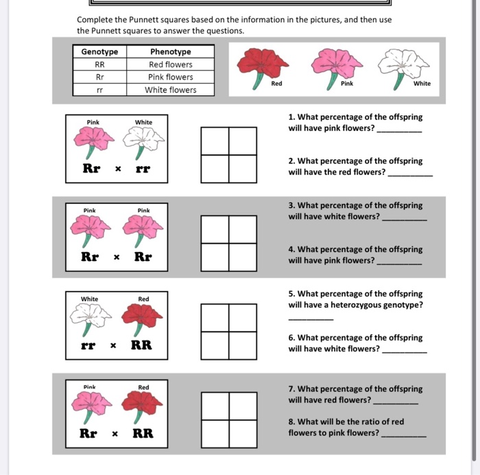 How To Solve A Punnett Square Word Problem How To Solve A Punnett Square Word Problem