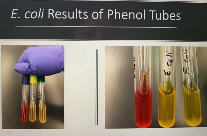Solved Results 1. Carbohydrate Fermentation Record your | Chegg.com