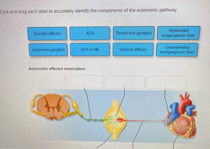 Solved Click and drag each label to accurately identify the | Chegg.com
