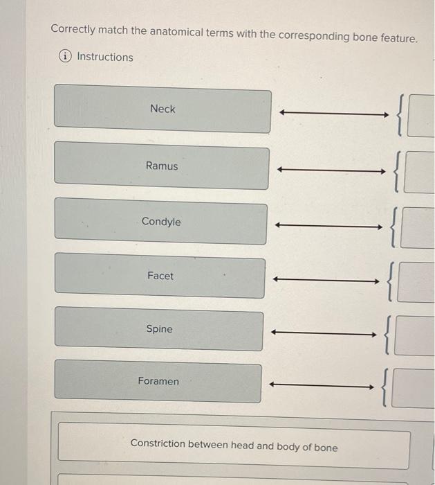 Solved Correctly match the anatomical terms with the | Chegg.com
