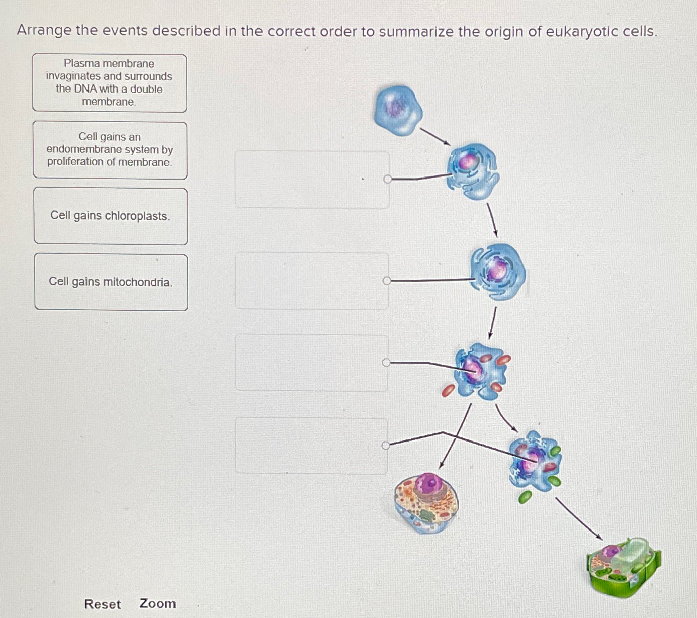 Solved Arrange the events described in the correct order to | Chegg.com