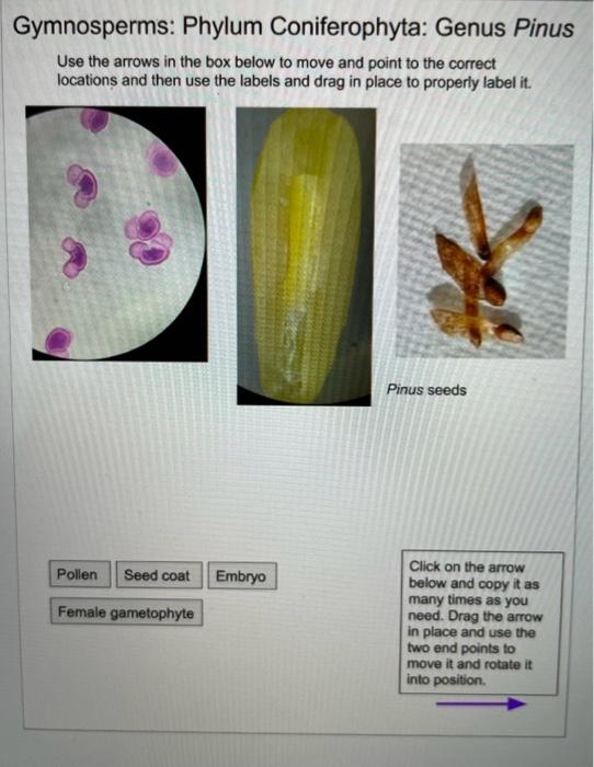 Solved Gymnosperms: Phylum Coniferophyta: Genus Pinus | Chegg.com