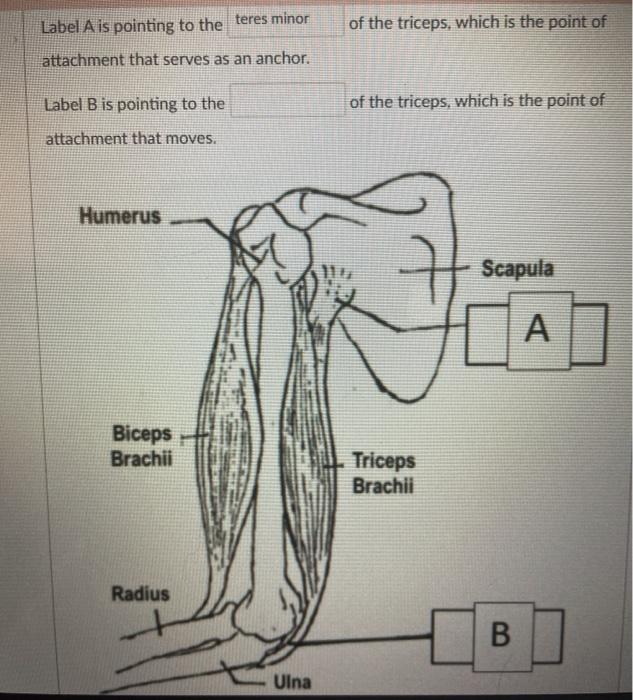 Solved Label A is pointing to the teres minor of the | Chegg.com