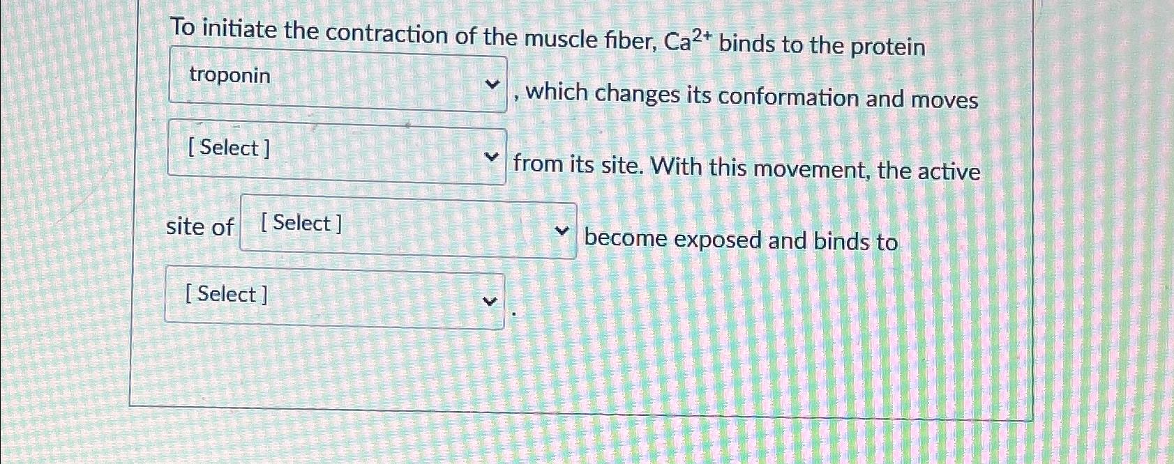 Solved To initiate the contraction of the muscle fiber, Ca2+ | Chegg.com
