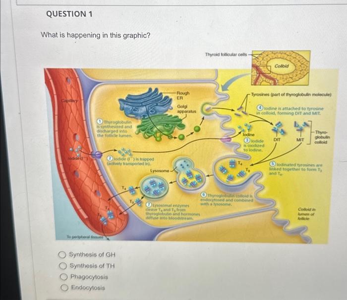Solved What is happening in this graphic? Synthesis of TH | Chegg.com
