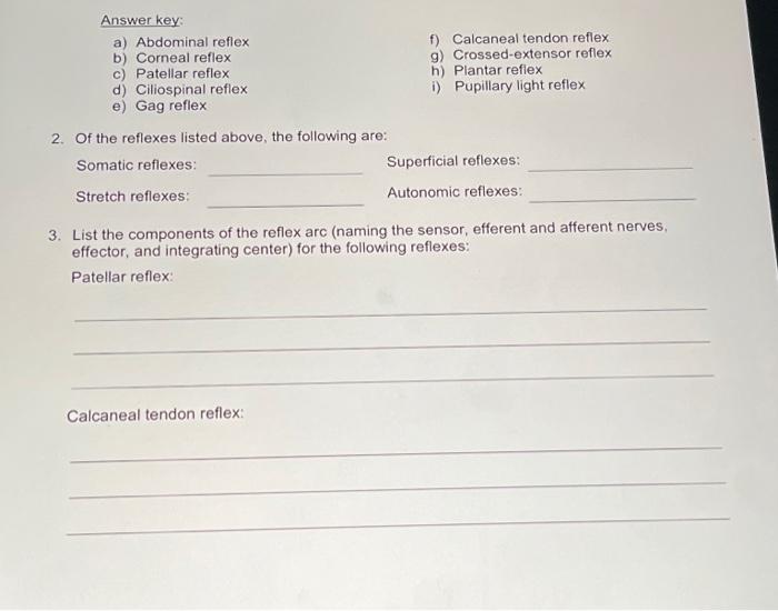 Solved Answer key: a) Abdominal reflex f) Calcaneal tendon | Chegg.com