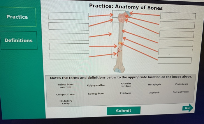 Solved Practice: Anatomy of Bones Practice Definitions Match | Chegg.com