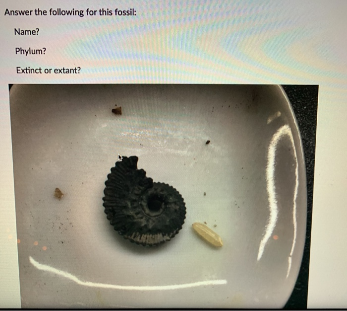 Solved Answer the following for this fossil: Name? Phylum? | Chegg.com