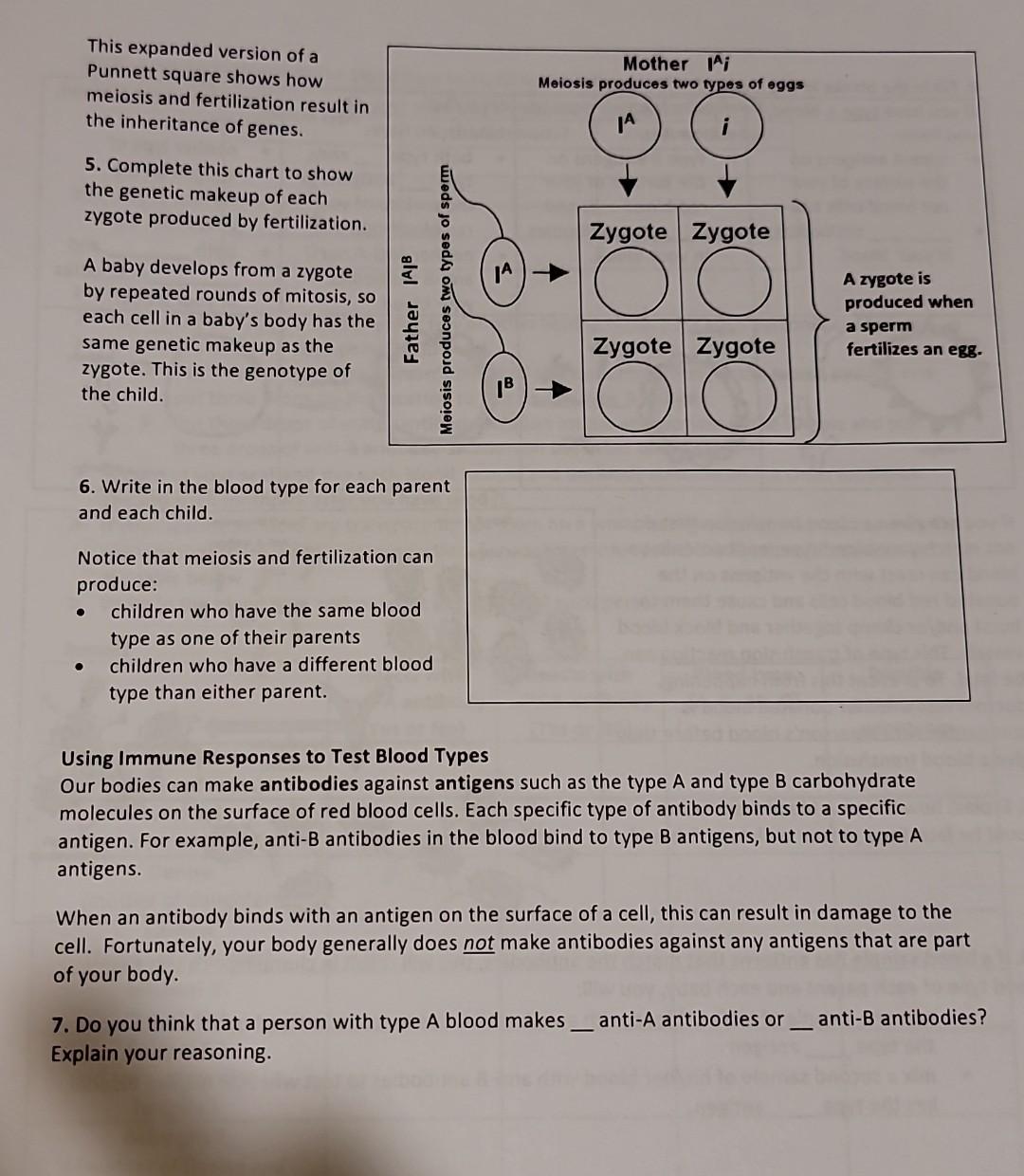 Solved This Expanded Version Of A Punnett Square Shows How 1022