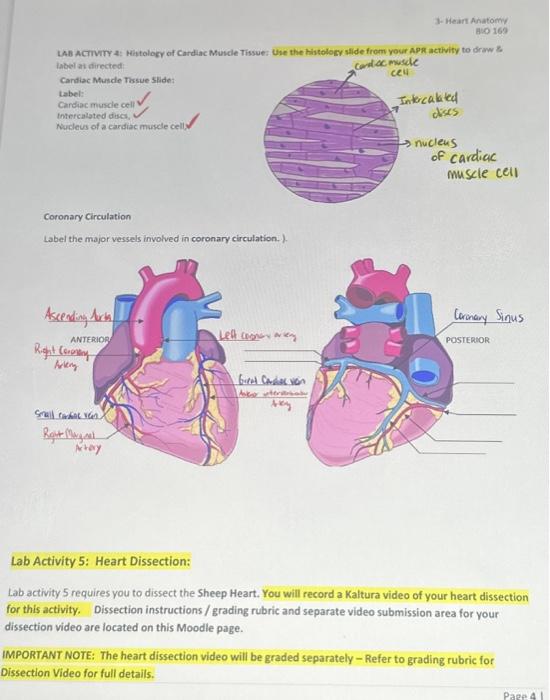 Solved LAB ACTIVITY 4: Histology of Cardiac Muscle Tissue: | Chegg.com