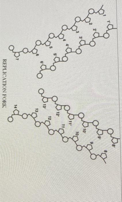 Solved The diagram above shows a replication fork during DNA | Chegg.com