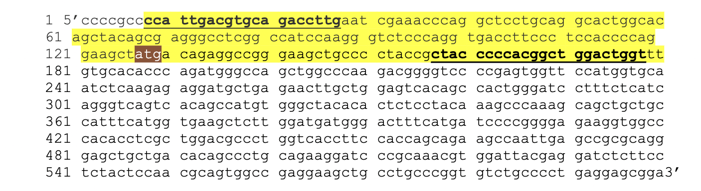 Solved The gene identified as XM_011528386 is related to | Chegg.com