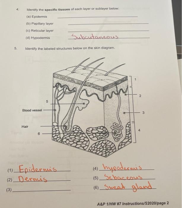 Solved 4 Identify the specific tissues of each layer or | Chegg.com