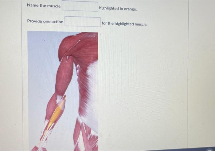 Solved Name the muscle highlighted in orange. Provide one | Chegg.com