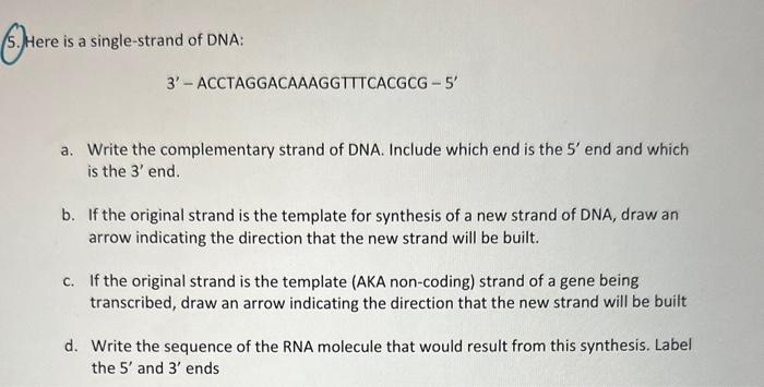 Solved 5. Here is a single-strand of DNA: 3’ - | Chegg.com