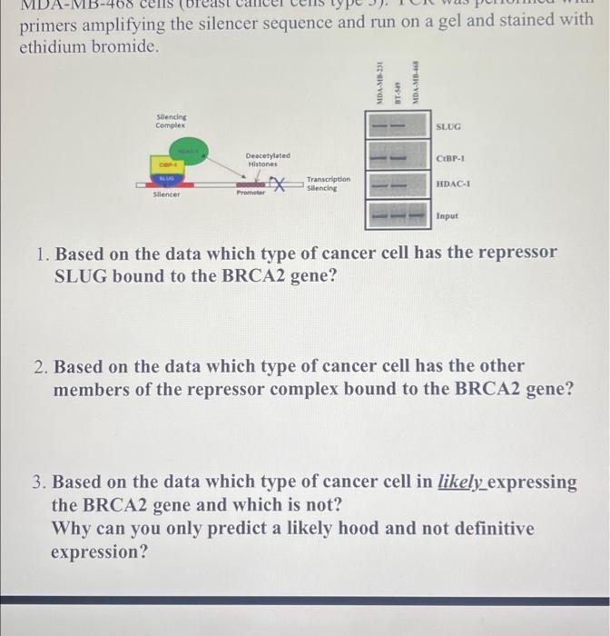 Solved ML -468 primers amplifying the silencer sequence and | Chegg.com