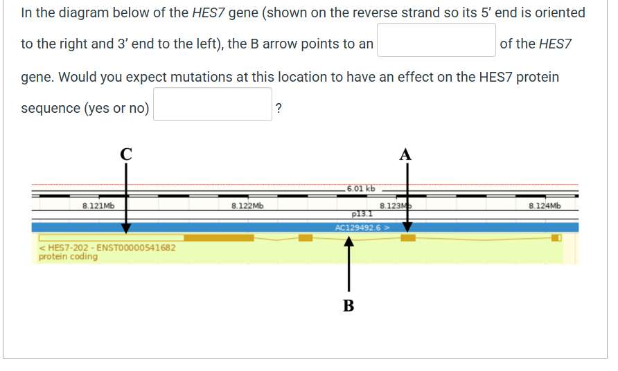 Solved In the diagram below of the HES7 ﻿gene (shown on the | Chegg.com