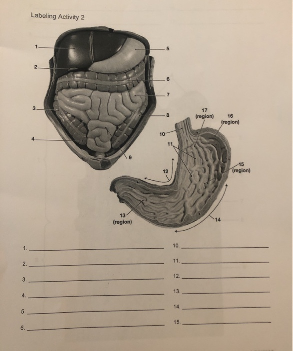 Solved Labeling Activity 2 17 (region) 16 (region) | Chegg.com