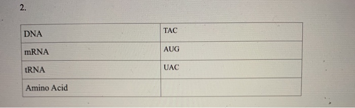 Solved 2. DNA TAC mRNA AUG tRNA UAC Amino Acid | Chegg.com