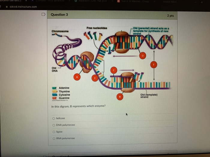 Solved sdccd.instructure.com U Question 2 2 pts Free | Chegg.com