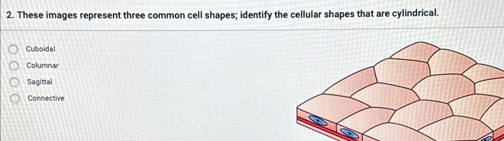 Solved These images represent three common cell shapes; | Chegg.com