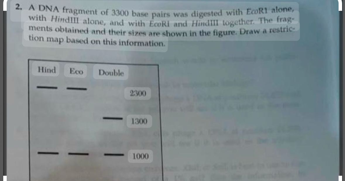 Solved A DNA fragment of 3300 ﻿base pairs was digested with | Chegg.com