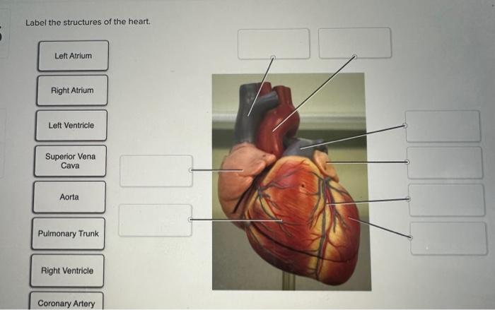Solved Label the structures of the heart. Left Atrium Right | Chegg.com