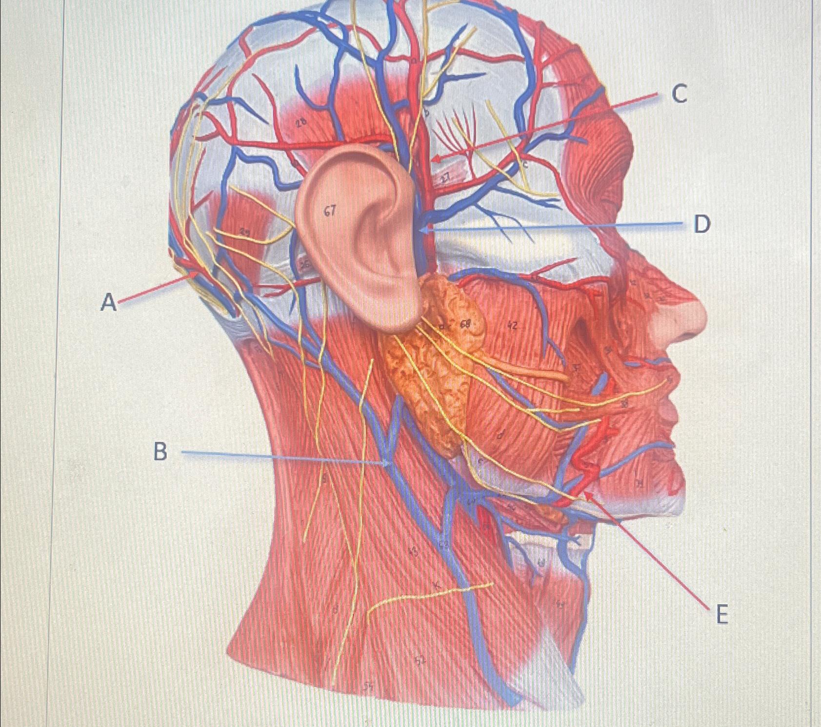 Solved identify the vessels labeled A through E | Chegg.com