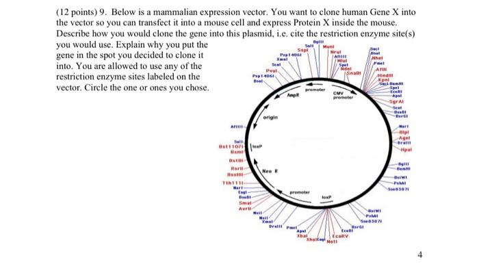 (12 points) 9. Below is a mammalian expression | Chegg.com