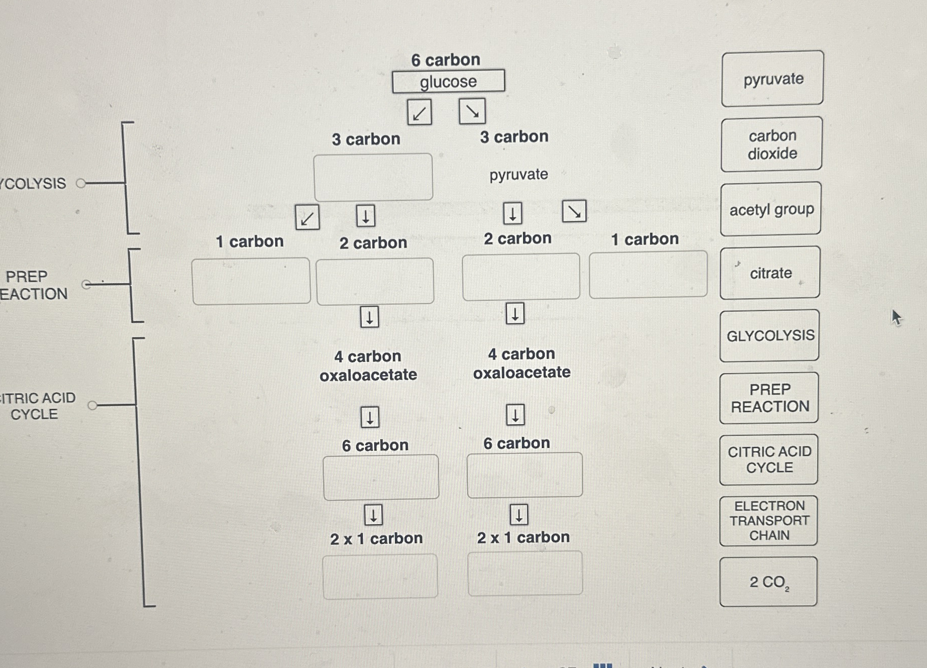 Solved Where do the answers on the left fit in this pathway | Chegg.com