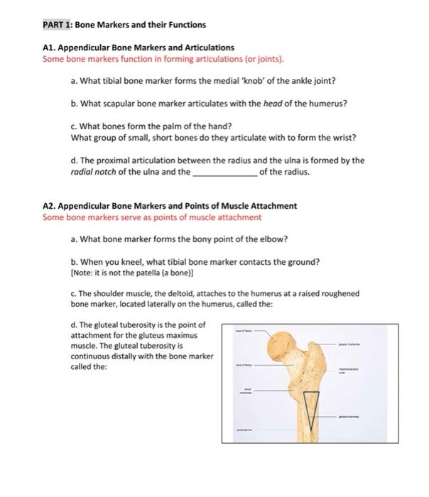 Solved PART 1: Bone Markers and their Functions A1. | Chegg.com