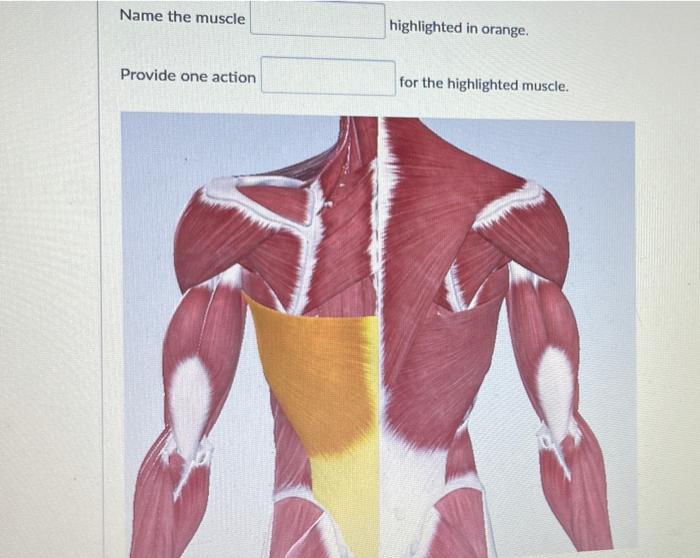 Solved Name the muscle highlighted in orange. Provide one | Chegg.com