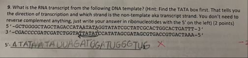 Solved What is the RNA transcript from the following DNA | Chegg.com