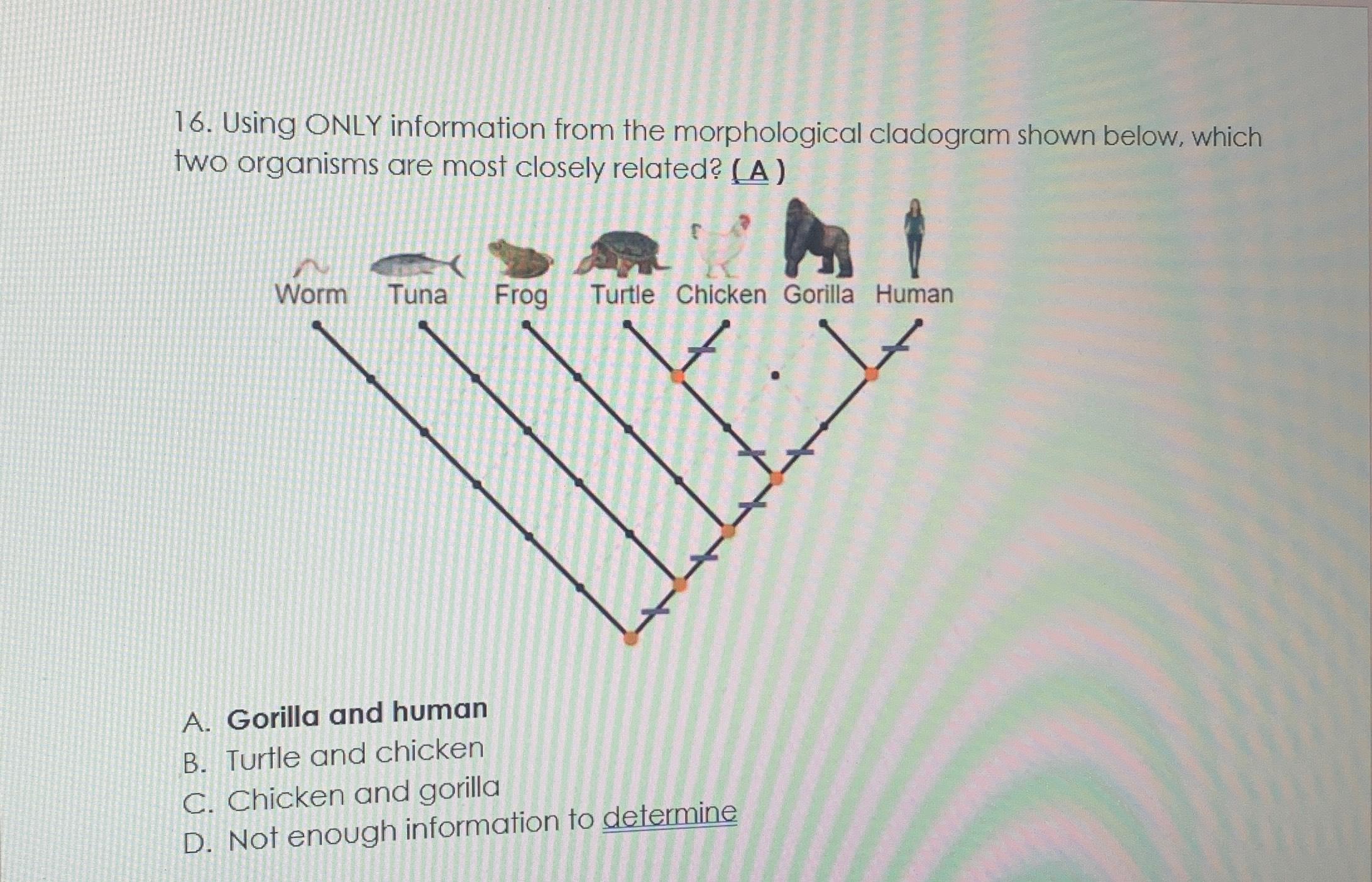 Solved Using ONLY information from the morphological | Chegg.com